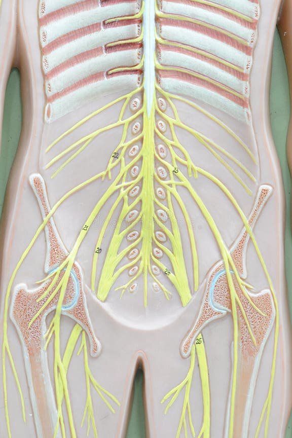 Nervous system stock image. Image of medical, nerves - 43291753