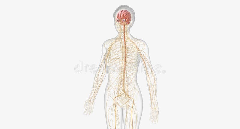 The Nervous System Contains the Brain, Brainstem, and Nerves Stock ...