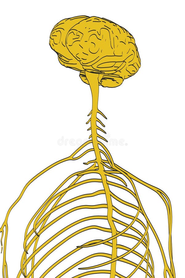Cartoon Boy with Nervous System Stock Illustration - Illustration of ...