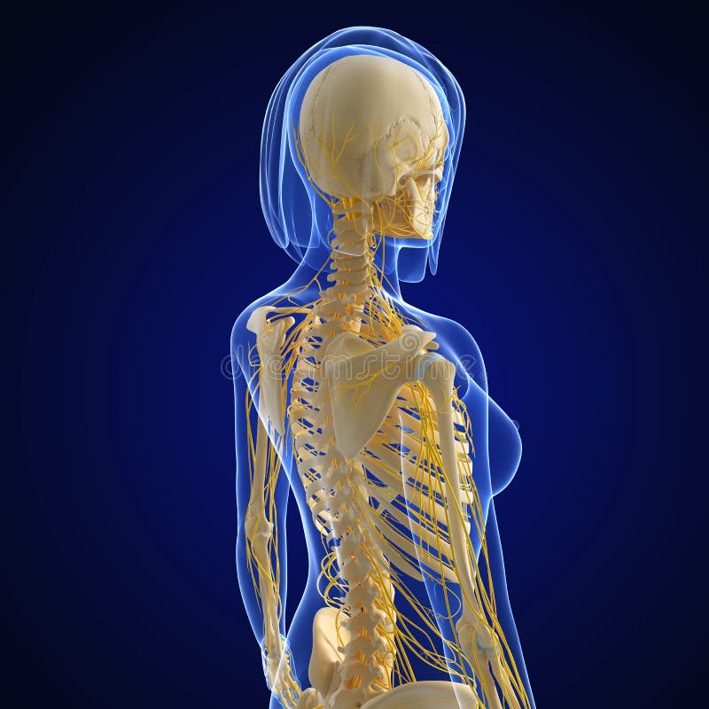 Nervous System of Female Body in Blue Stock Illustration - Illustration ...