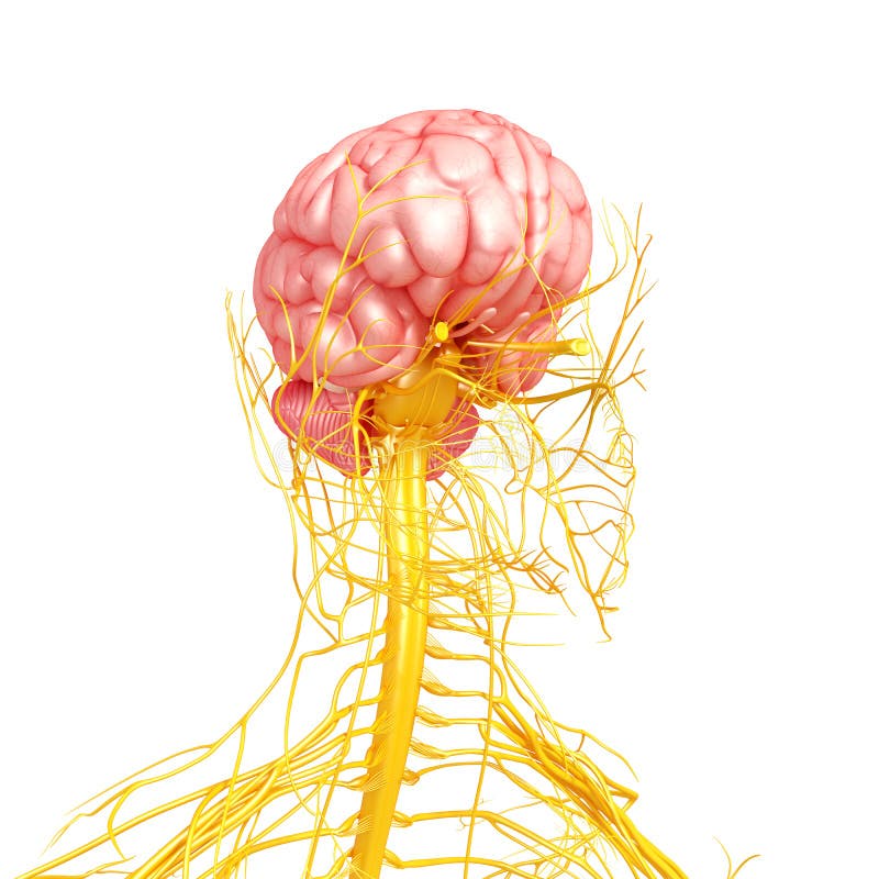 Highlighted nervous system stock illustration. Illustration of glass ...