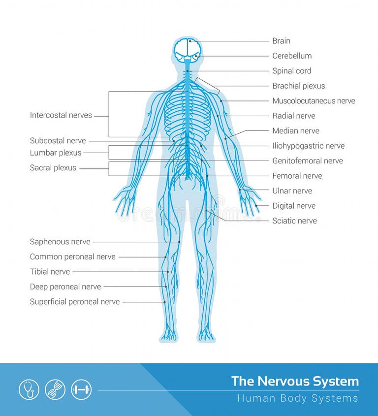 Nervous System Diagram Stock Illustrations – 3,636 Nervous System ...