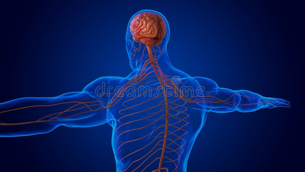 The Nervous System Includes the Brain, Spinal Cord, and a Complex ...