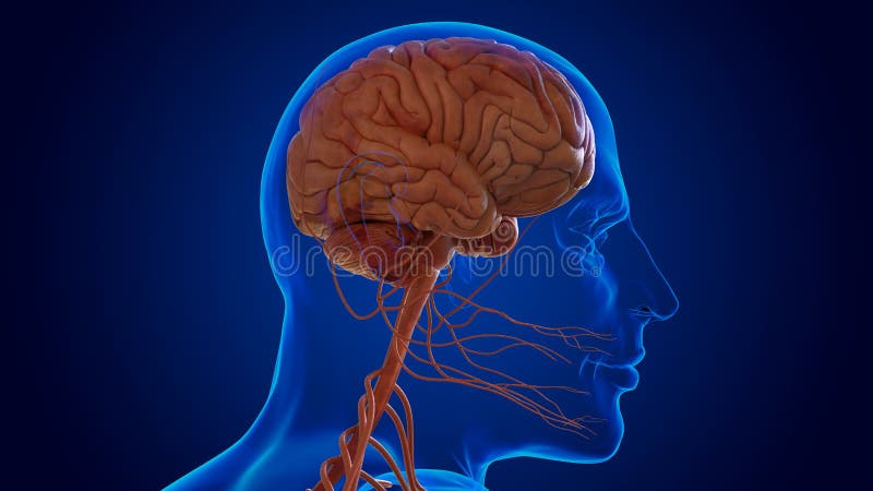 The Nervous System Includes the Brain, Spinal Cord, and a Complex ...