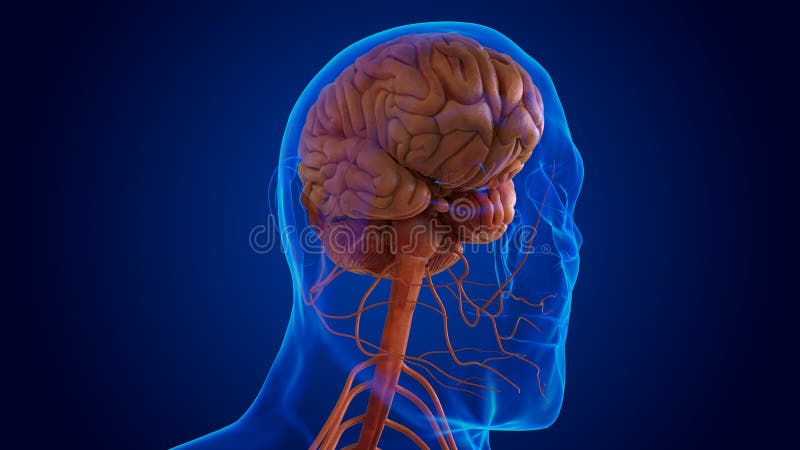 The Nervous System Includes the Brain, Spinal Cord, and a Complex ...