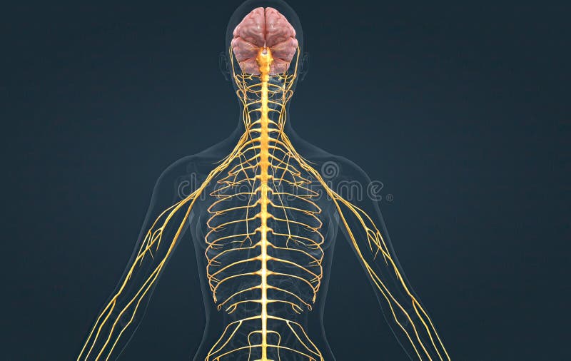 The Nervous System Includes the Brain, Spinal Cord, and a Complex ...