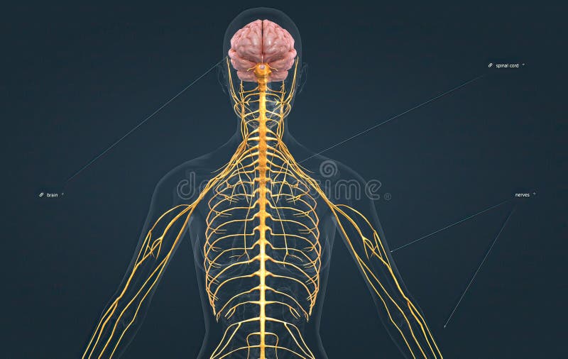 The Nervous System Includes the Brain, Spinal Cord, and a Complex ...