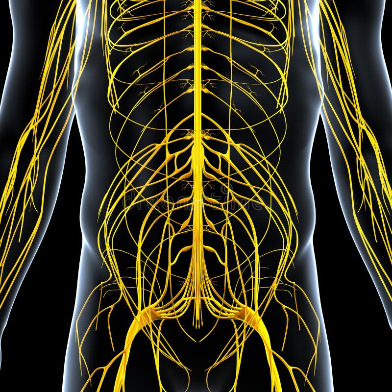 Half View of Nervous System of Throat and Head Stock Illustration ...