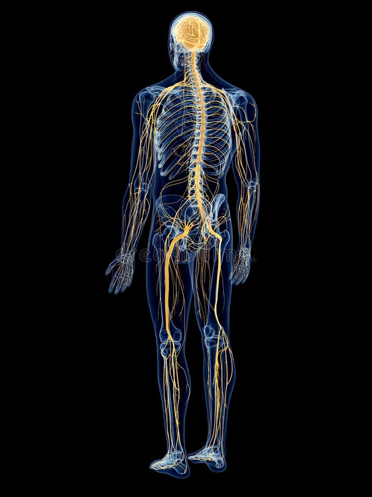 Transparent Nervous System Stock Illustrations – 1,740 Transparent ...