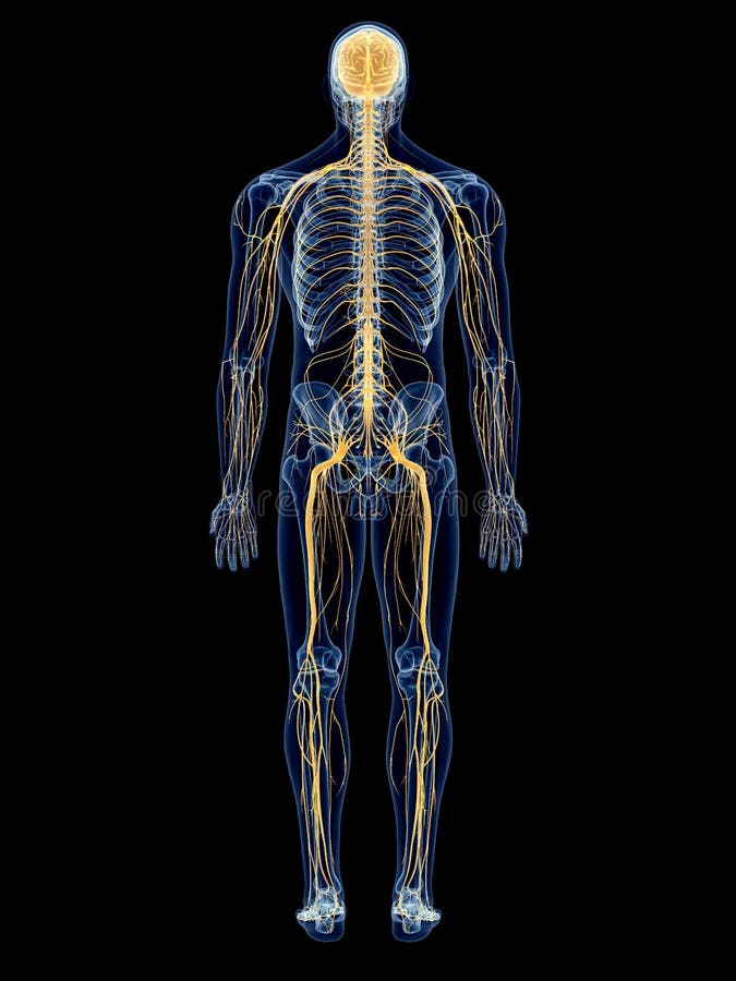 Nervous System Stock Illustrations – 15,544 Nervous System Stock ...