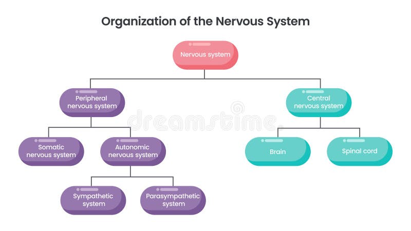 Nervous System Organization Science Vector Illustration Graphic ...