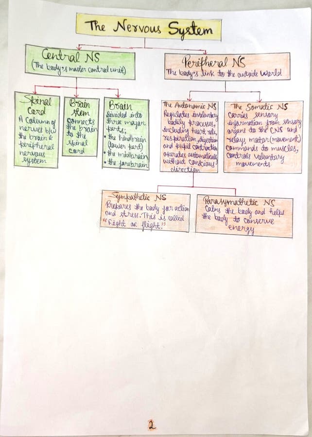 The Nervous System and it& X27;s Type in Chart Form Stock Image - Image ...