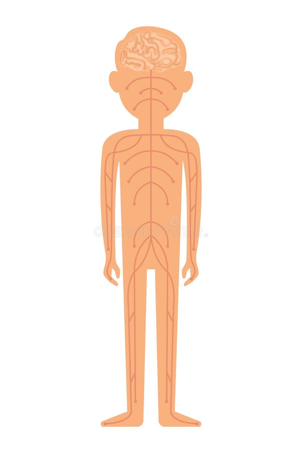 Nervous System Cute Stock Illustrations – 324 Nervous System Cute Stock ...