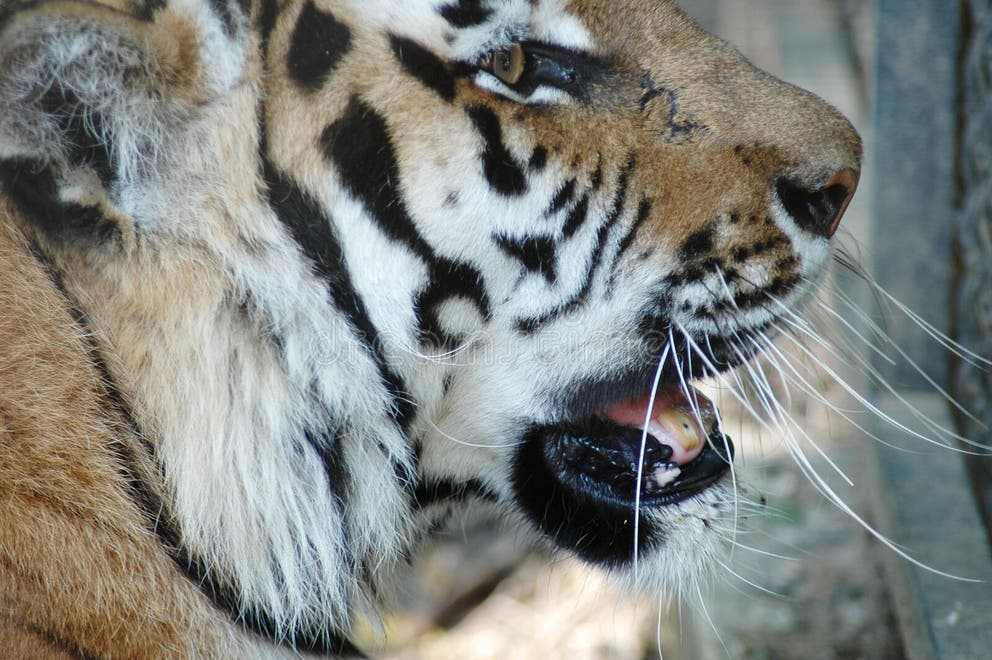 Nervous tiger stock image. Image of eyes, tigris, predator - 139619