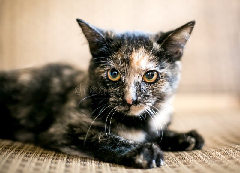 A Nervous Tortoiseshell Shorthair Kitten Stock Photo - Image of look ...