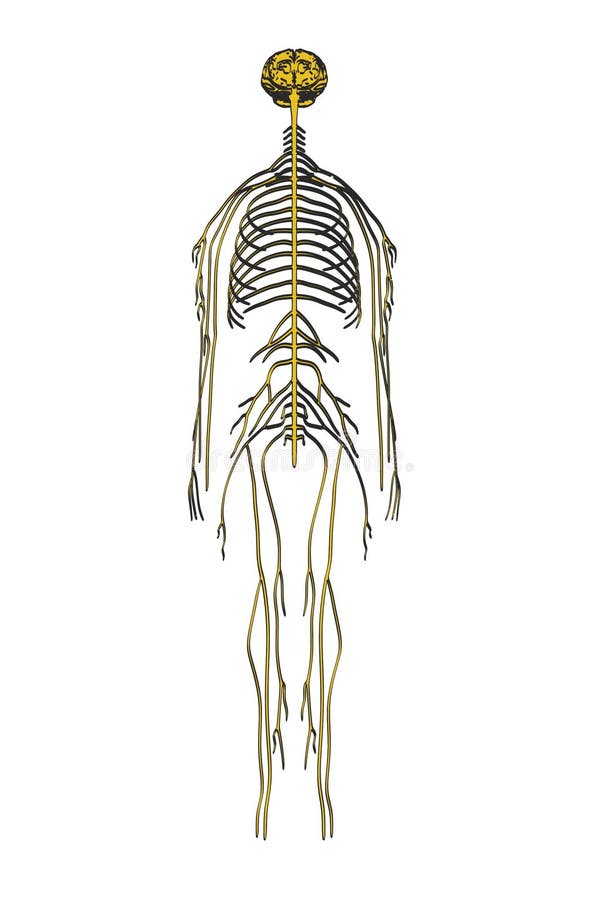 Nervsystem stock illustrationer. Illustration av organ - 70436837