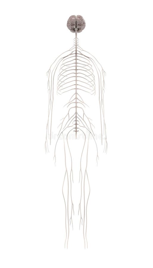 Nervsystem stock illustrationer. Illustration av anatomical - 70186218