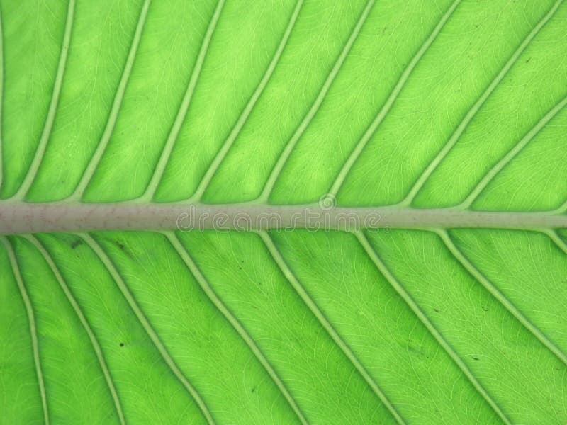 Nervura Central E Veias Em Uma Folha Imagem de Stock - Imagem de veias ...