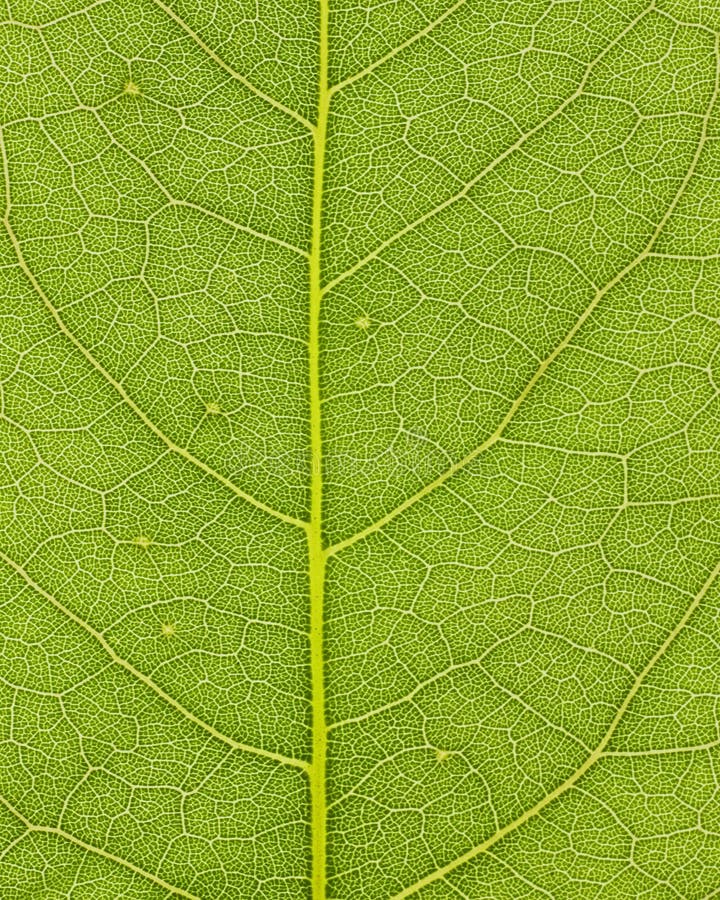 280 Photos de Nervure De Lame Verte - Photos de stock gratuites et ...