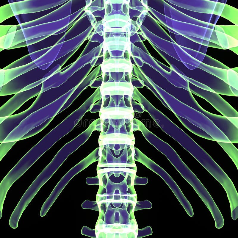 Nervures De Corps Humain De L'illustration 3d Illustration Stock ...