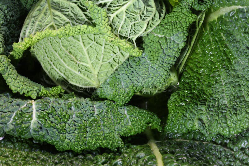 Macro Feuille De Chou Commun Photo stock - Image du jardin, blanc: 49211856