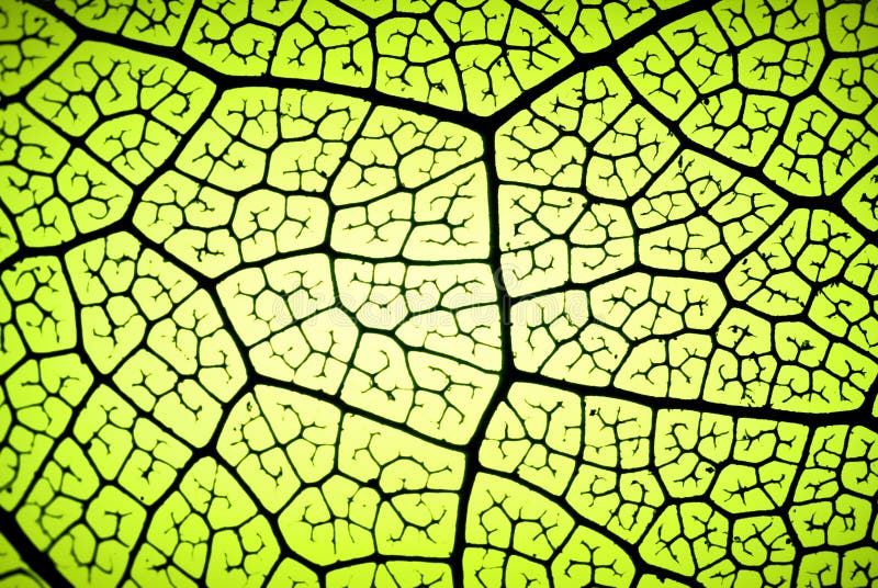Nervures de lame image stock. Image du sève, détail, vert - 23709477