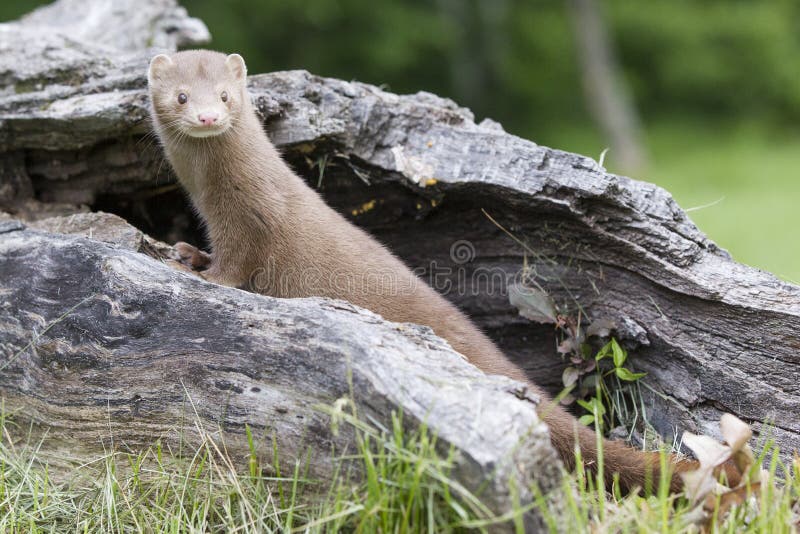 Nerz in der Ganzaufnahme stockbild. Bild von berge, nett - 36614609