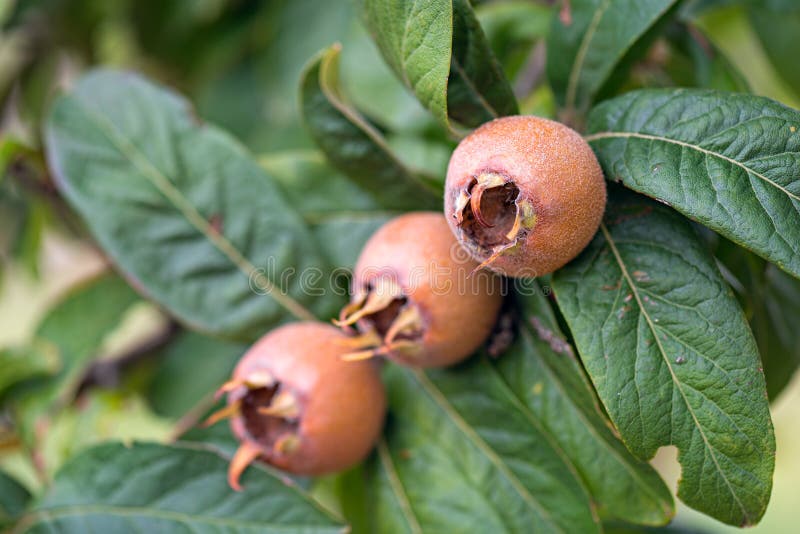 Nespole in Albero Da Frutto Fotografia Stock - Immagine di albero ...