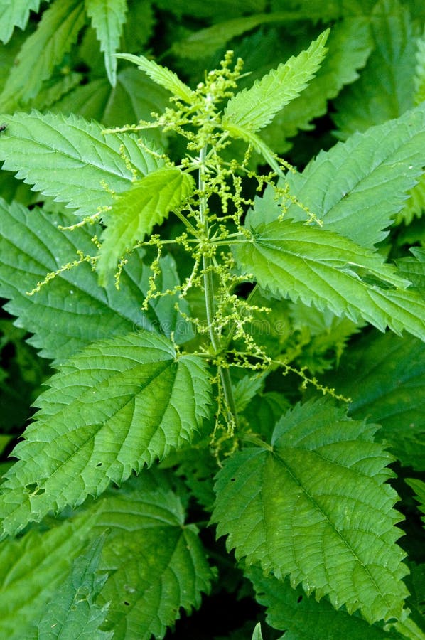 Nessel stockfoto. Bild von zweig, kräuter, draussen, farbe - 31721736