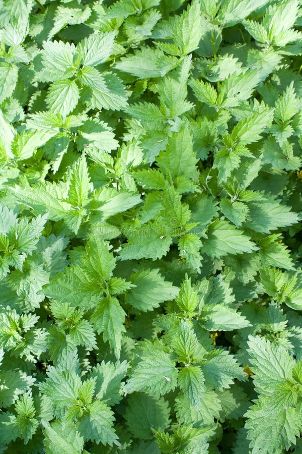 Nessel stockfoto. Bild von sommer, medizin, kraut, leben - 16078288
