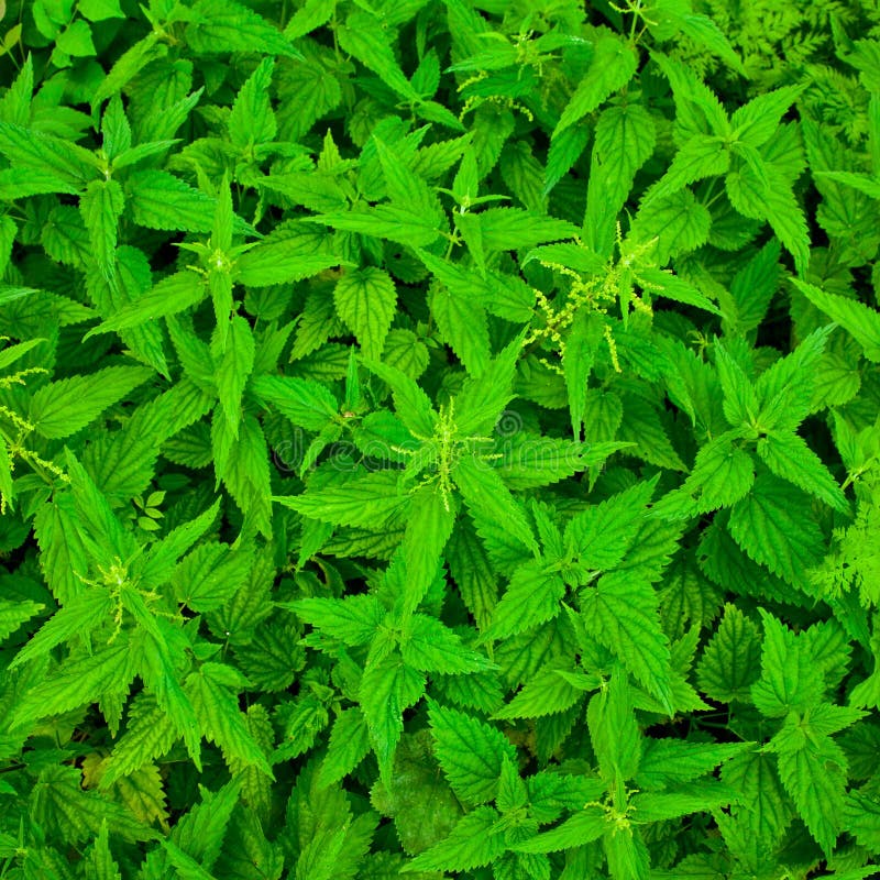 Nessel stockfoto. Bild von frech, bild, blätter, betrieb - 20921958