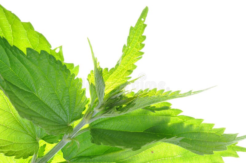 Nessel stockbild. Bild von grün, botanisch, vitamin, nessel - 4955783