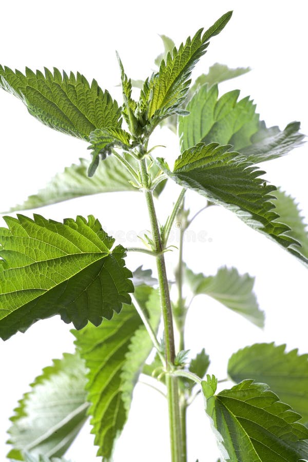 Nessel stockfoto. Bild von zweig, kräuter, draussen, farbe - 31721736