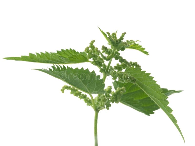 Nessel stockbild. Bild von frisch, hilfsmittel, obacht - 3238261