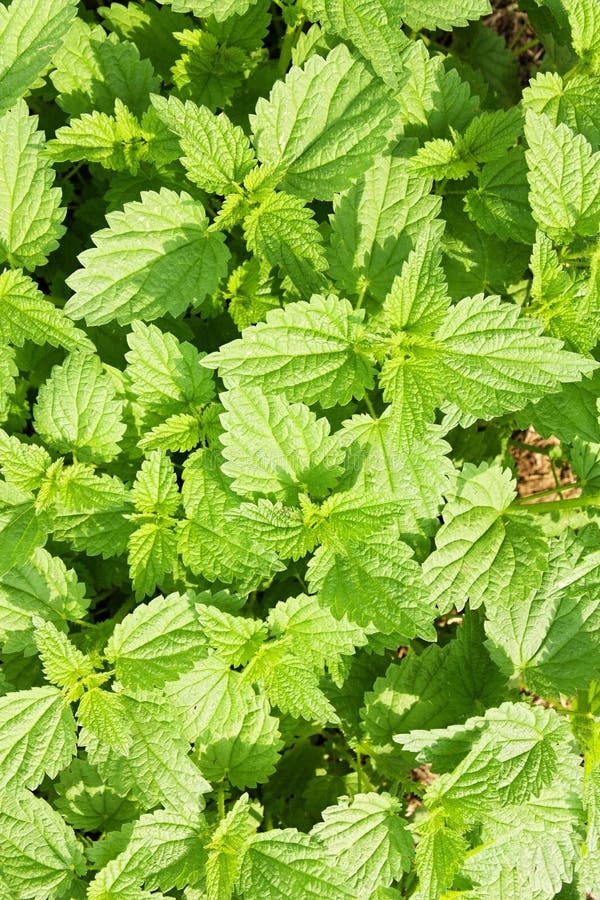 Nessel stockbild. Bild von bestandteil, wiese, nave, gesund - 44595863