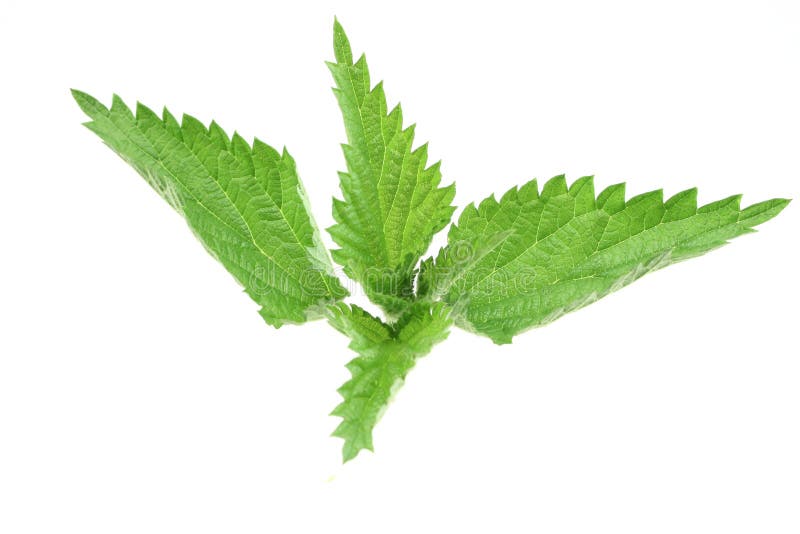 Nessel stockbild. Bild von grün, botanisch, vitamin, nessel - 4955783