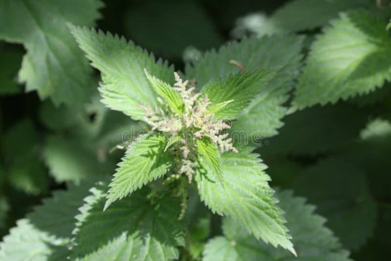 Nessel Archivbilder - Abgabe des Download-13,531 geben Fotos frei