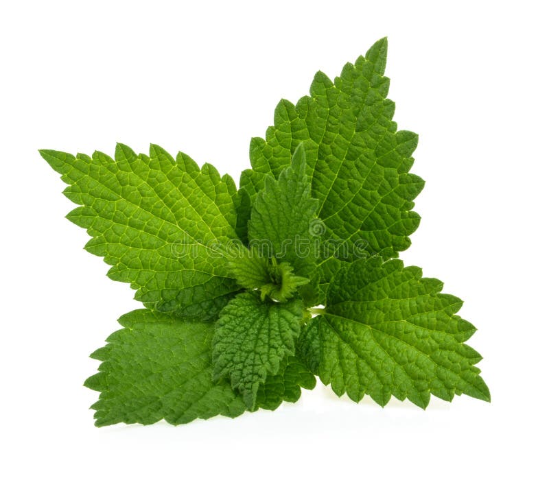 Nessel Lokalisiert Auf Weißem Hintergrund Stockbild - Bild von kraut ...