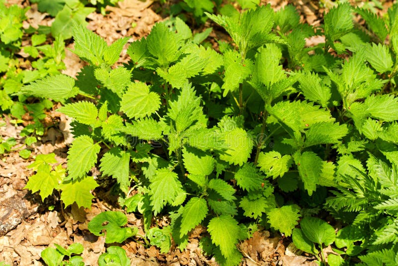 Nessel stockbild. Bild von bestandteil, wiese, nave, gesund - 44595863
