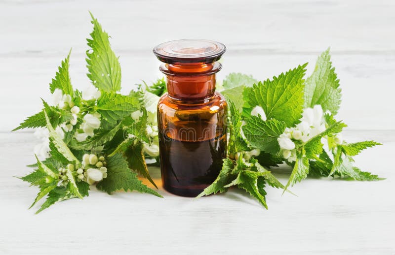 Nessel stockbild. Bild von grüns, wiese, strauch, betrieb - 53452137