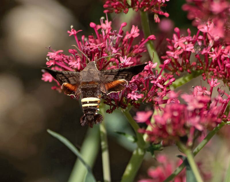 Nessus Sphinx Moth with Fluttery Open Wings Pollinating in a Colorful ...