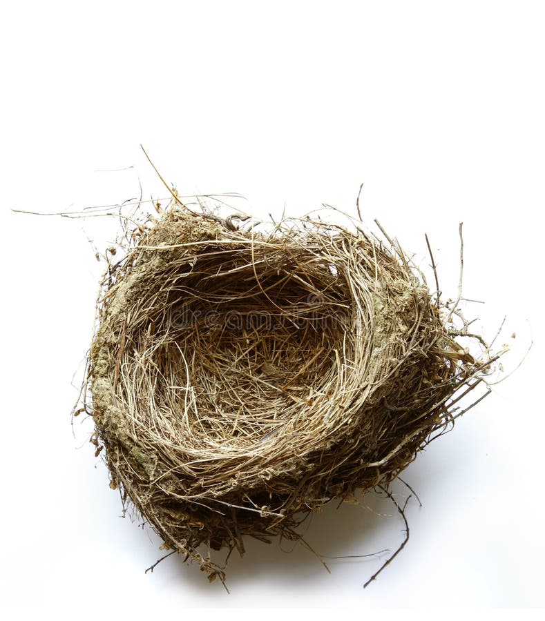 Empty Nest stock photo. Image of white, isolated, empty - 1066986