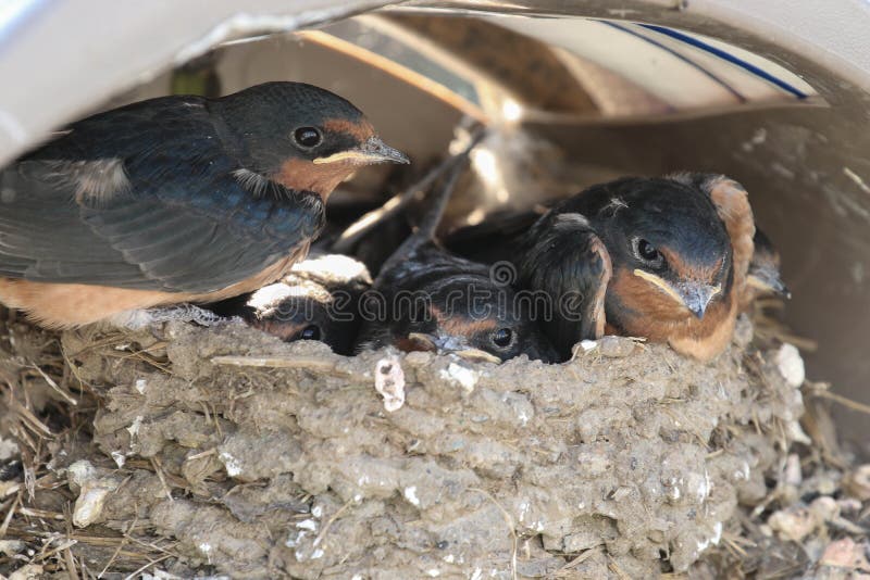 A nest of Barn Swallows. stock image. Image of full - 155758847