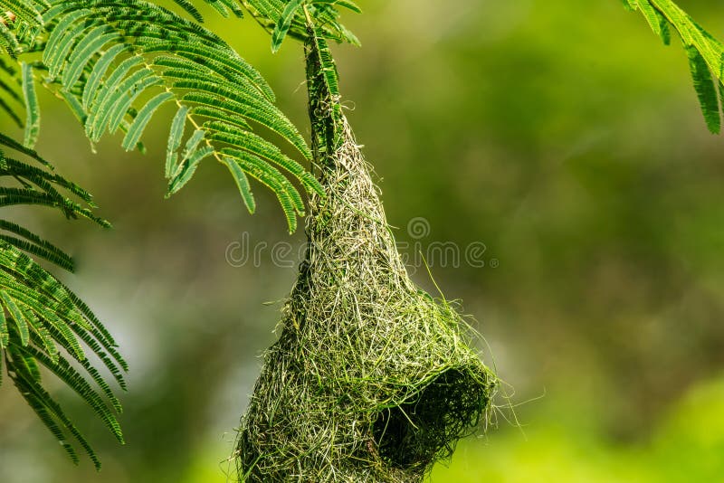 Nest of Baya Weaver Bird in Progress Stock Image - Image of weaver ...