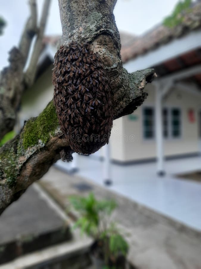 Nest Bee on the tree stock image. Image of tree, animal - 291610725