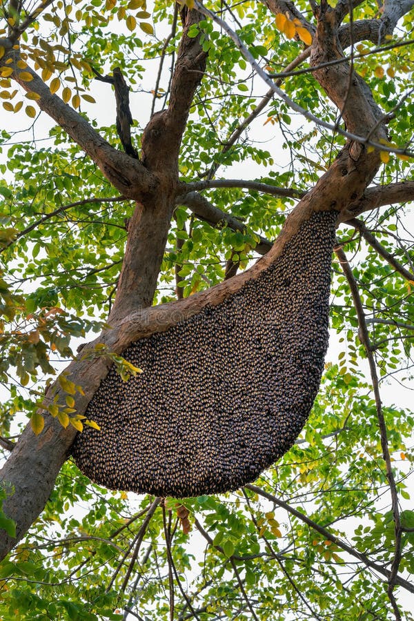 The nest of bees hanging. stock photo. Image of nest - 285093852