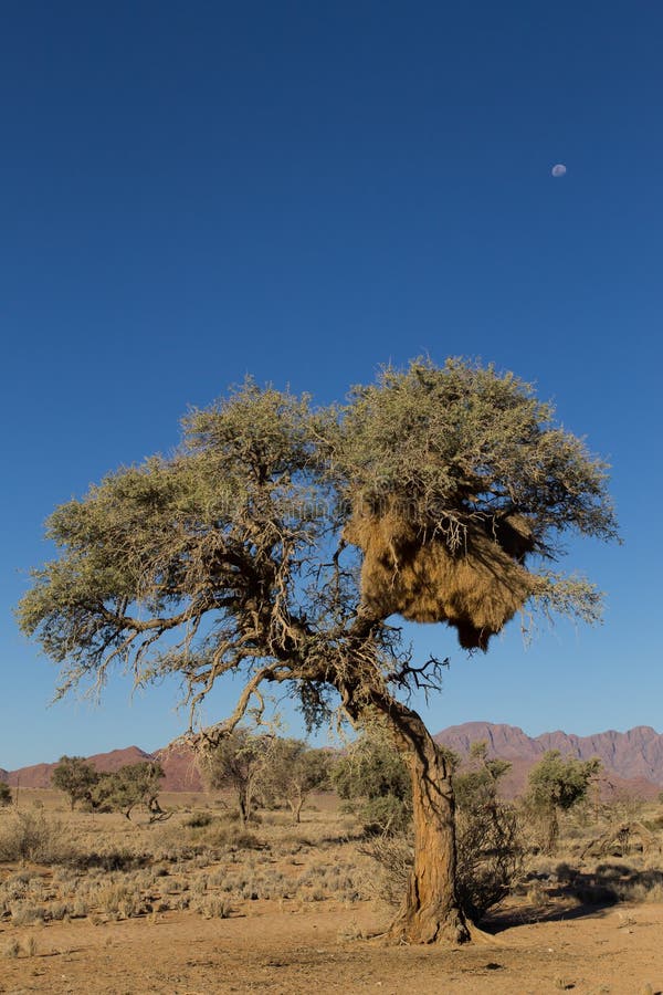 Nest stock photo. Image of bush, namib, tree, mountain - 51530072