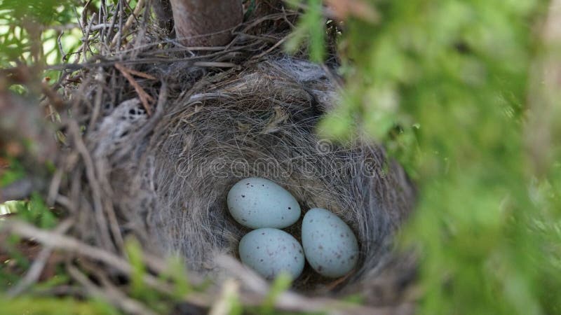 Nest stock image. Image of grass, leaf, insect, offspring - 259527703