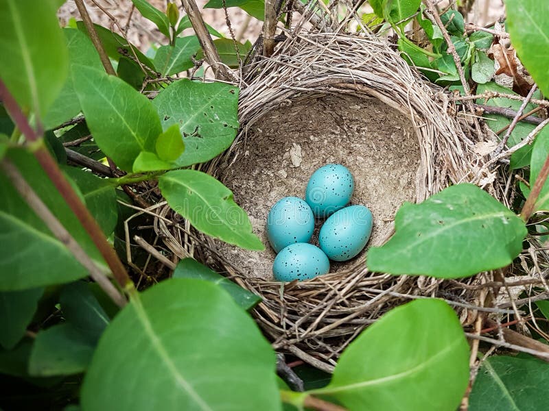 Nest of Bird with Five Blue Eggs. Stock Image - Image of robin, bird ...