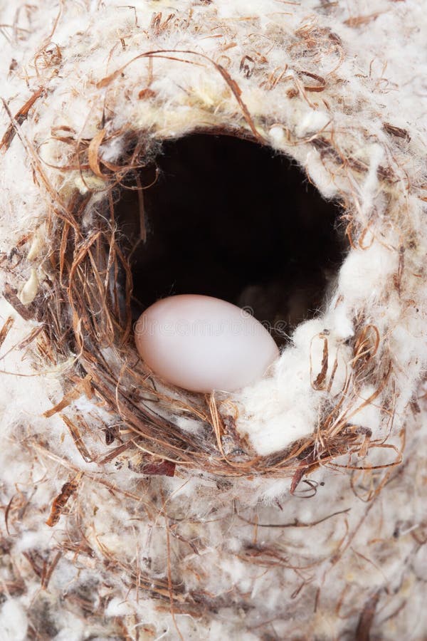 Small bird s nest. stock photo. Image of plants, branch - 107828